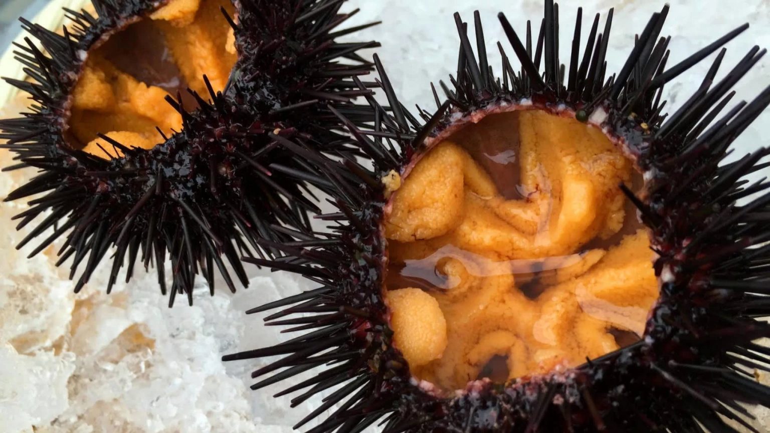 Uni Nigiri! – A Global History of Food